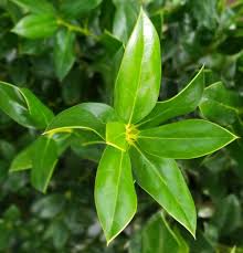 Ilex cornuta ‘Needlepoint Holly’ - #3 | averycreeknursery.com