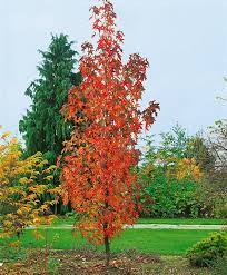 liquidambar styraciflua fruitless