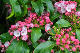 Kalmia 'Sarah' | averycreeknursery.com