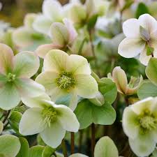 Helleborus 'Diamond Fire' - #1 | averycreeknursery.com