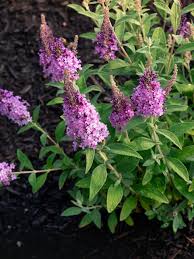 Buddleia x 'Birthday Cake' - #3 | averycreeknursery.com