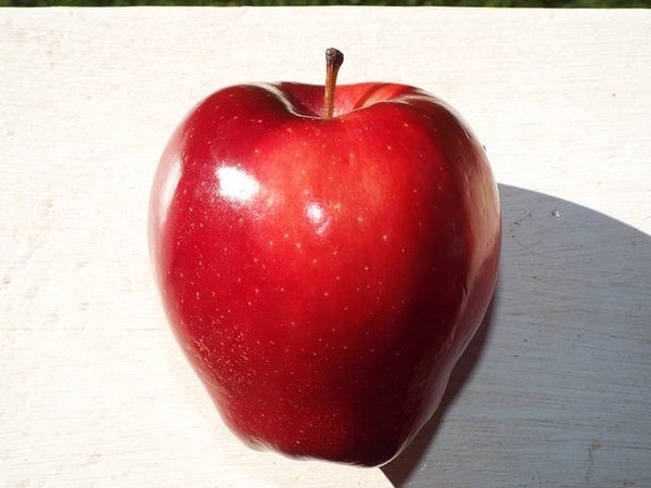 Apple 'Red Delicious’ | averycreeknursery.com