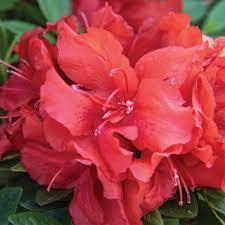 Rhododendron x Azalea Ever After Ruby - #3 | averycreeknursery.com