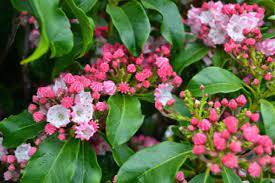 Kalmia 'Sarah' - #3 | averycreeknursery.com