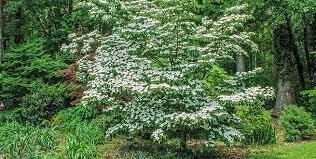 Tree | averycreeknursery.com