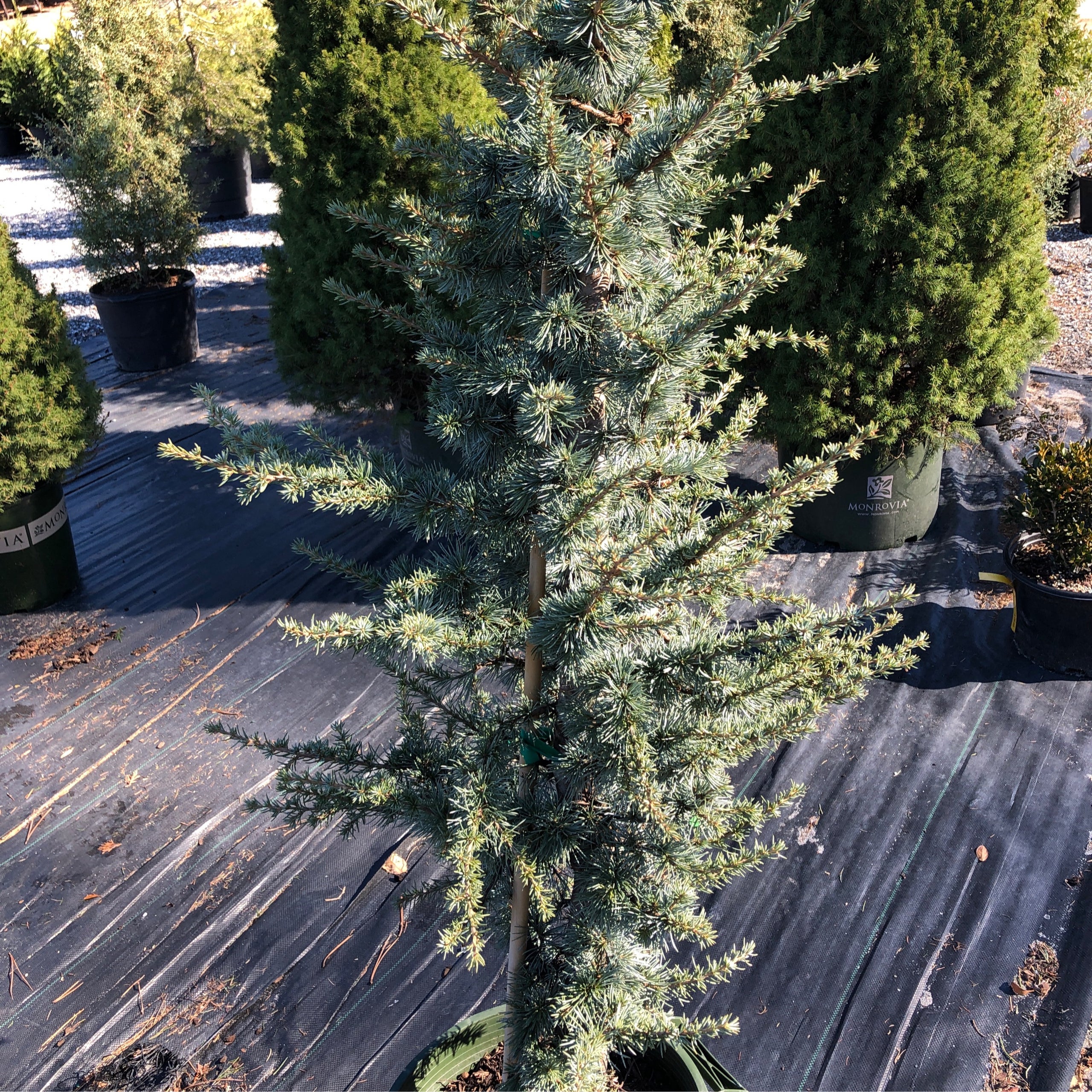 Horstmann Blue Atlas Cedar Cedrus Atlantica Glauca | Blue Atlas Cedar