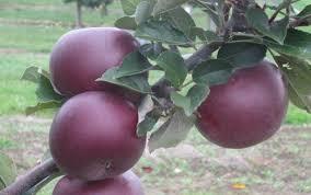 Apple - Arkansas Black - M106 Semi-Dwarf - #5 | averycreeknursery.com